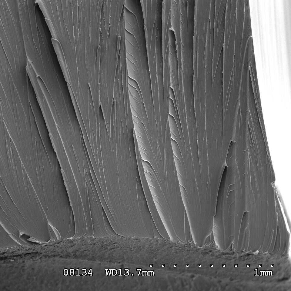 Fractographic Characterization of Polycarbonate Failure Modes